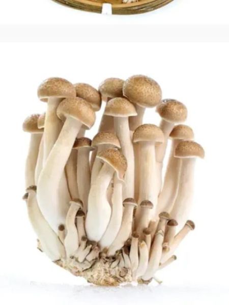 海鲜菇焯水几分钟_焯水后还要过冷水吗-第1张图片-山城妙识 海鲜菇焯水几分钟_焯水后还要过冷水吗-第1张图片-山城妙识