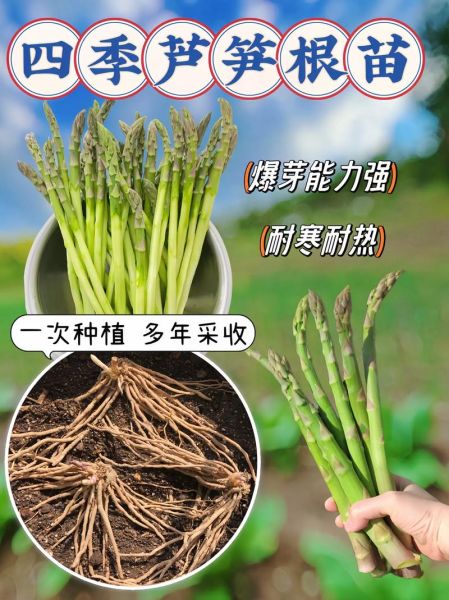 一年芦笋苗用不用割苗_芦笋第一年修剪技巧-第1张图片-山城妙识 一年芦笋苗用不用割苗_芦笋第一年修剪技巧-第1张图片-山城妙识