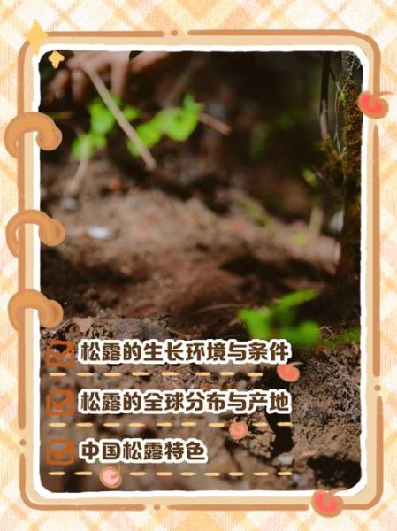 松露长在什么地方_松露生长环境条件-第1张图片-山城妙识