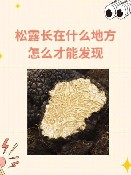 松露长在什么地方_松露生长环境条件-第2张图片-山城妙识