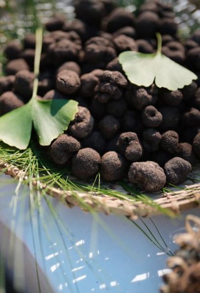 松露长在什么地方_松露生长环境条件-第3张图片-山城妙识