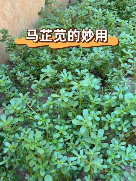 马芷苋怎么读_马芷苋的功效与作用-第1张图片-山城妙识