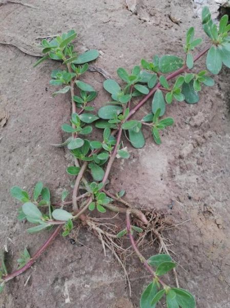 马芷苋怎么读_马芷苋的功效与作用-第2张图片-山城妙识