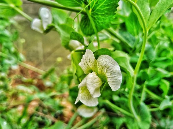 雪豆是什么_雪豆和豌豆的区别-第2张图片-山城妙识 雪豆是什么_雪豆和豌豆的区别-第2张图片-山城妙识