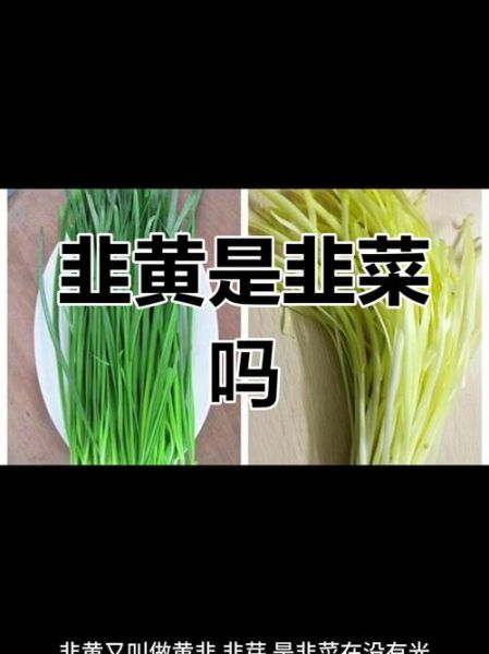 韭黄是什么季节的菜_韭黄几月份吃最鲜嫩-第2张图片-山城妙识