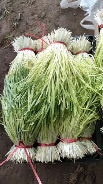 韭黄是什么季节的菜_韭黄几月份吃最鲜嫩-第1张图片-山城妙识