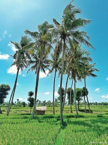 椰子树图片大全大图_如何拍摄高清椰子树-第1张图片-山城妙识 椰子树图片大全大图_如何拍摄高清椰子树-第1张图片-山城妙识