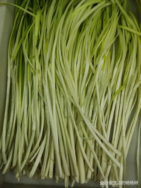 韭黄是什么季节的菜_韭黄几月份吃最鲜嫩-第3张图片-山城妙识