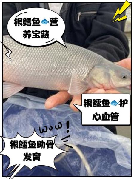 银鳕鱼的营养价值_银鳕鱼适合什么人吃-第1张图片-山城妙识 银鳕鱼的营养价值_银鳕鱼适合什么人吃-第1张图片-山城妙识