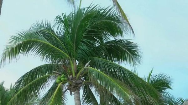 椰子树图片大全大图_如何拍摄高清椰子树-第2张图片-山城妙识 椰子树图片大全大图_如何拍摄高清椰子树-第2张图片-山城妙识