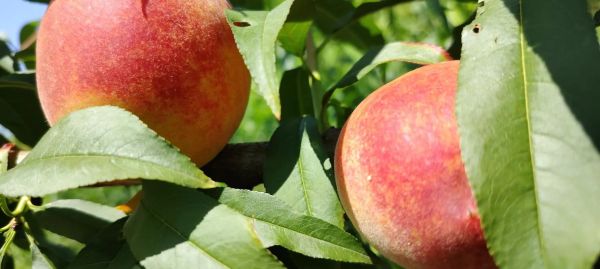 黄桃图库正能量视频在线观看_如何快速找到高清资源-第2张图片-山城妙识 黄桃图库正能量视频在线观看_如何快速找到高清资源-第2张图片-山城妙识