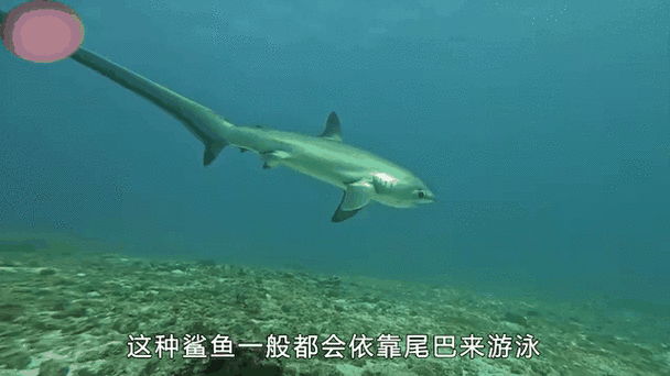 蜘蛛三头鲨是真的吗_蜘蛛三头鲨怎么出现的-第3张图片-山城妙识 蜘蛛三头鲨是真的吗_蜘蛛三头鲨怎么出现的-第3张图片-山城妙识