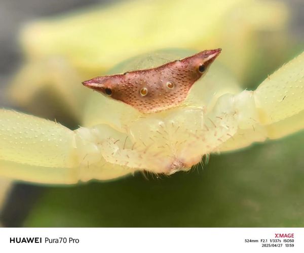 蜘蛛三头鲨是真的吗_蜘蛛三头鲨怎么出现的-第1张图片-山城妙识 蜘蛛三头鲨是真的吗_蜘蛛三头鲨怎么出现的-第1张图片-山城妙识