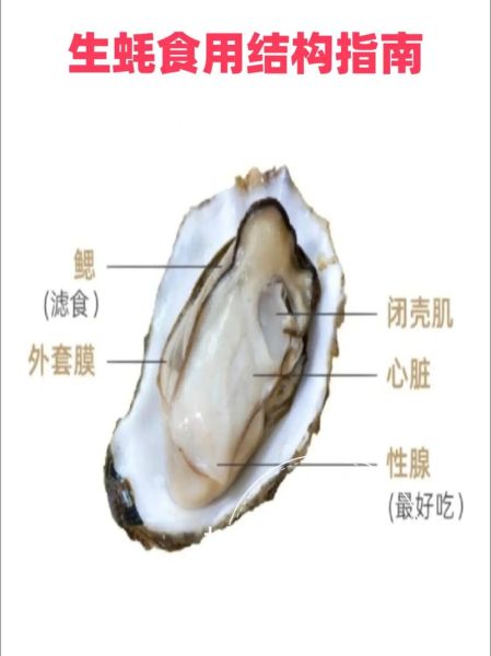 牡蛎长什么样子_牡蛎外壳特征图解-第1张图片-山城妙识 牡蛎长什么样子_牡蛎外壳特征图解-第1张图片-山城妙识