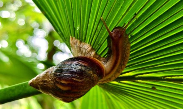 非洲大蜗牛有病毒吗_非洲大蜗牛携带哪些病毒-第3张图片-山城妙识 非洲大蜗牛有病毒吗_非洲大蜗牛携带哪些病毒-第3张图片-山城妙识