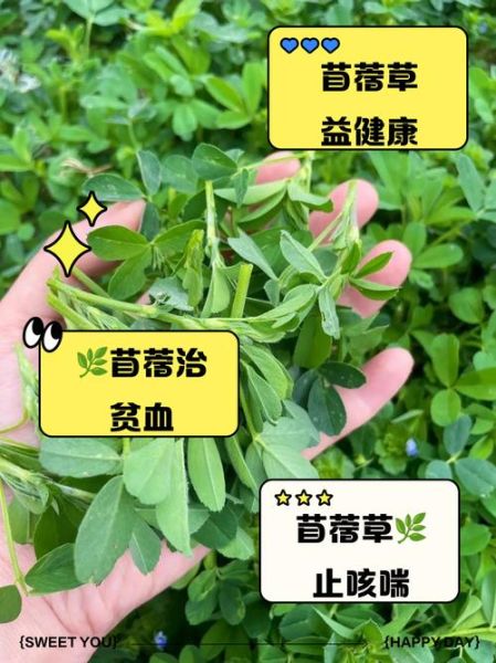 苜蓿草怎么吃_苜蓿草可以生吃吗-第1张图片-山城妙识