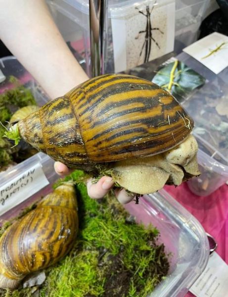 非洲大蜗牛有病毒吗_非洲大蜗牛携带哪些病毒-第2张图片-山城妙识 非洲大蜗牛有病毒吗_非洲大蜗牛携带哪些病毒-第2张图片-山城妙识