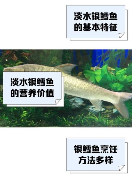 银鳕鱼多少钱一斤_银鳕鱼价格为什么差异大-第1张图片-山城妙识