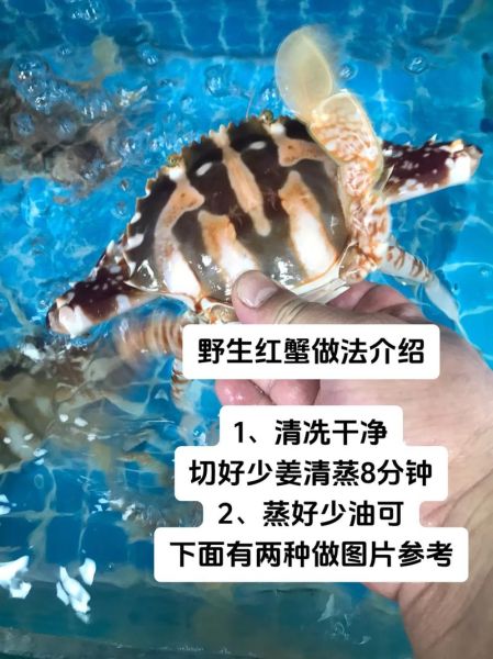 红蟹怎么做好吃_红蟹的营养价值-第2张图片-山城妙识