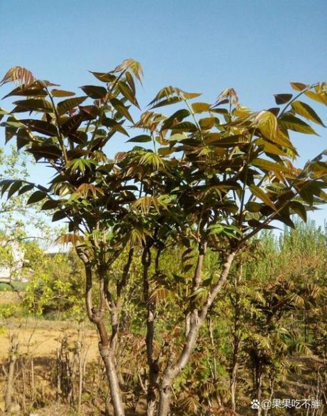 香椿叶老了还能吃吗_香椿叶老了怎么处理-第2张图片-山城妙识 香椿叶老了还能吃吗_香椿叶老了怎么处理-第2张图片-山城妙识