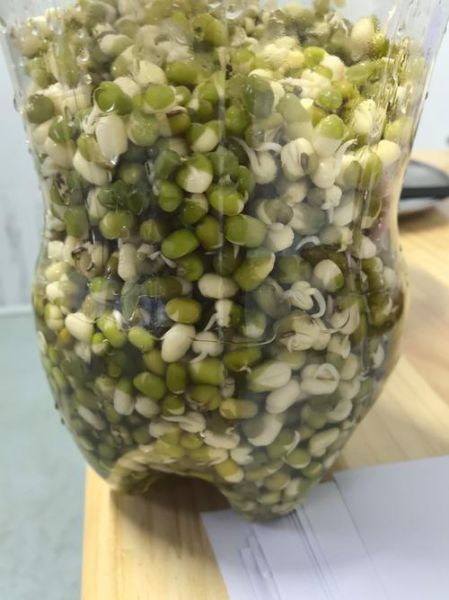 矿泉水瓶发豆芽的方法_矿泉水瓶发豆芽多久能好-第3张图片-山城妙识 矿泉水瓶发豆芽的方法_矿泉水瓶发豆芽多久能好-第3张图片-山城妙识