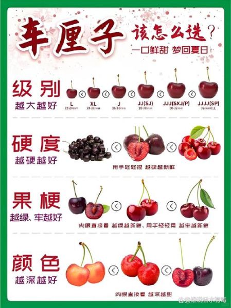 车厘子为什么那么贵_进口车厘子价格高的原因-第1张图片-山城妙识 车厘子为什么那么贵_进口车厘子价格高的原因-第1张图片-山城妙识