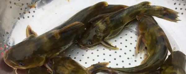 黄骨鱼养殖风险大吗_黄骨鱼养殖失败原因-第2张图片-山城妙识