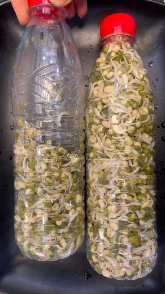 矿泉水瓶发豆芽的方法_矿泉水瓶发豆芽多久能好-第2张图片-山城妙识 矿泉水瓶发豆芽的方法_矿泉水瓶发豆芽多久能好-第2张图片-山城妙识