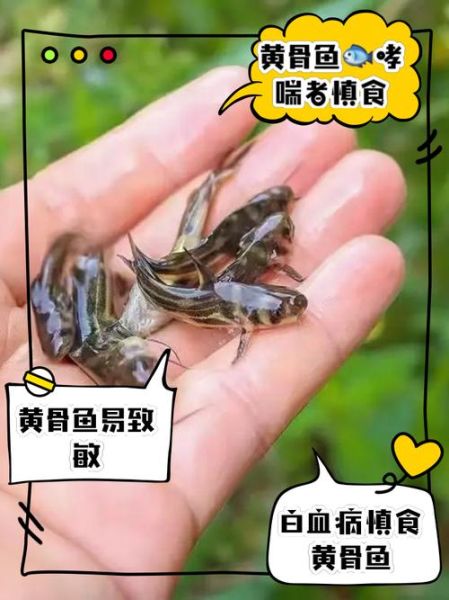 黄骨鱼养殖风险大吗_黄骨鱼养殖失败原因-第3张图片-山城妙识