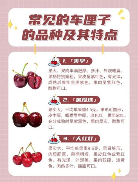 车厘子为什么那么贵_进口车厘子价格高的原因-第3张图片-山城妙识 车厘子为什么那么贵_进口车厘子价格高的原因-第3张图片-山城妙识