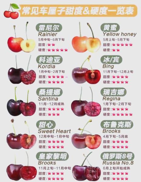 车厘子为什么那么贵_进口车厘子价格高的原因-第2张图片-山城妙识 车厘子为什么那么贵_进口车厘子价格高的原因-第2张图片-山城妙识