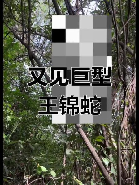 王锦蛇最大能长多少斤_王锦蛇最大体重记录-第2张图片-山城妙识 王锦蛇最大能长多少斤_王锦蛇最大体重记录-第2张图片-山城妙识