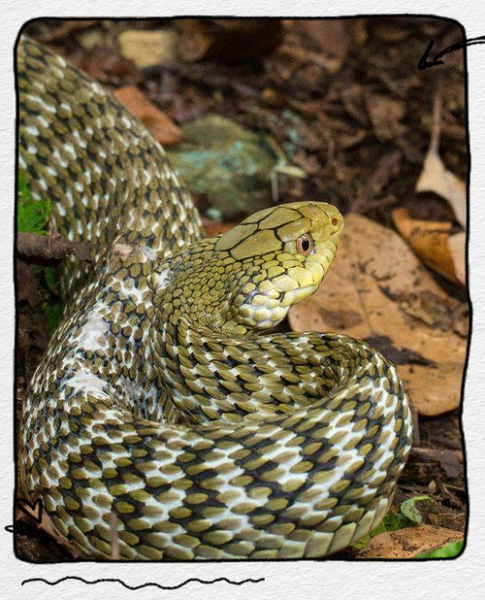 王锦蛇最大能长多少斤_王锦蛇最大体重记录-第3张图片-山城妙识 王锦蛇最大能长多少斤_王锦蛇最大体重记录-第3张图片-山城妙识