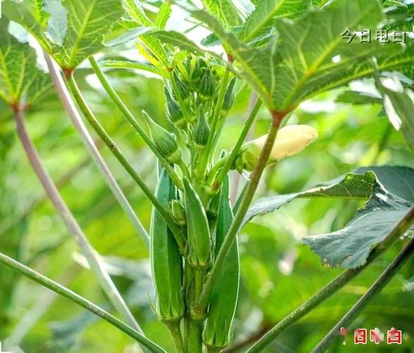 秋葵什么时候播种_秋葵种植全过程-第2张图片-山城妙识 秋葵什么时候播种_秋葵种植全过程-第2张图片-山城妙识