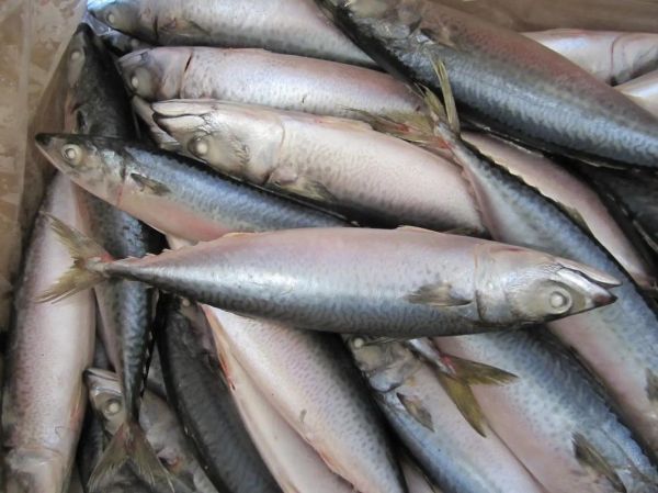 青川鱼为什么那么便宜_青川鱼价格低的真相-第1张图片-山城妙识 青川鱼为什么那么便宜_青川鱼价格低的真相-第1张图片-山城妙识