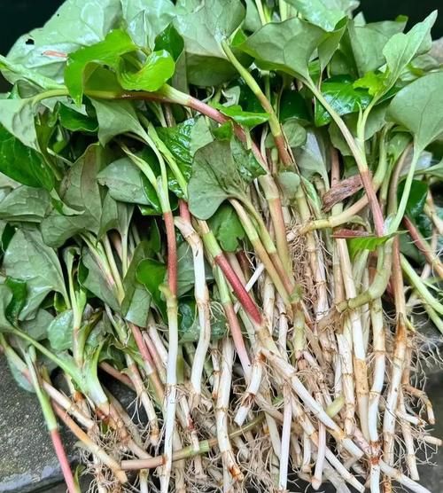 鱼腥草怎么吃最健康_鱼腥草凉拌还是煮水好-第3张图片-山城妙识 鱼腥草怎么吃最健康_鱼腥草凉拌还是煮水好-第3张图片-山城妙识