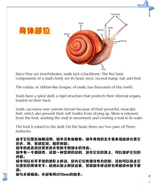 蜗牛养久了会认主人吗_怎么判断蜗牛认主人-第3张图片-山城妙识 蜗牛养久了会认主人吗_怎么判断蜗牛认主人-第3张图片-山城妙识