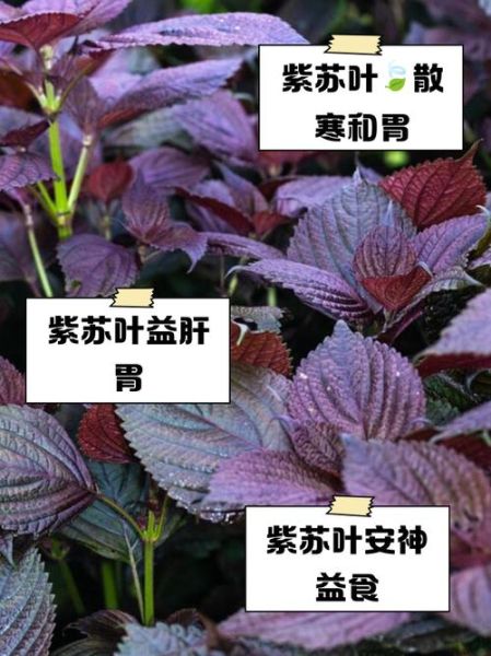 紫苏叶的功效与作用_紫苏怎么吃治感冒-第1张图片-山城妙识 紫苏叶的功效与作用_紫苏怎么吃治感冒-第1张图片-山城妙识