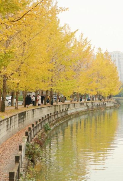 银杏树什么时候变黄_银杏树真实照片怎么拍-第2张图片-山城妙识 银杏树什么时候变黄_银杏树真实照片怎么拍-第2张图片-山城妙识