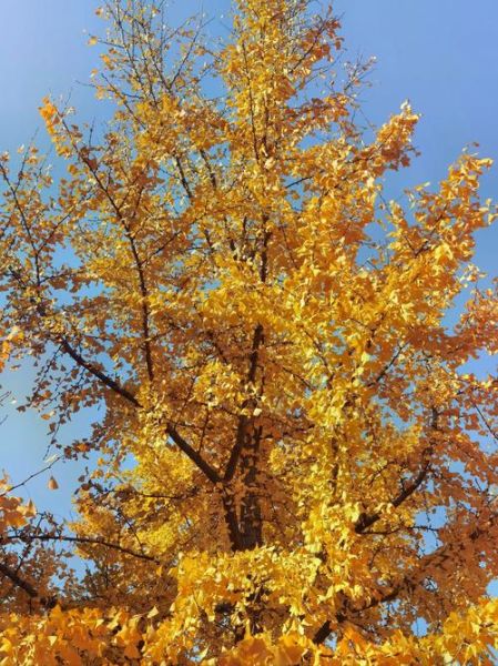 银杏树什么时候变黄_银杏树真实照片怎么拍-第1张图片-山城妙识 银杏树什么时候变黄_银杏树真实照片怎么拍-第1张图片-山城妙识