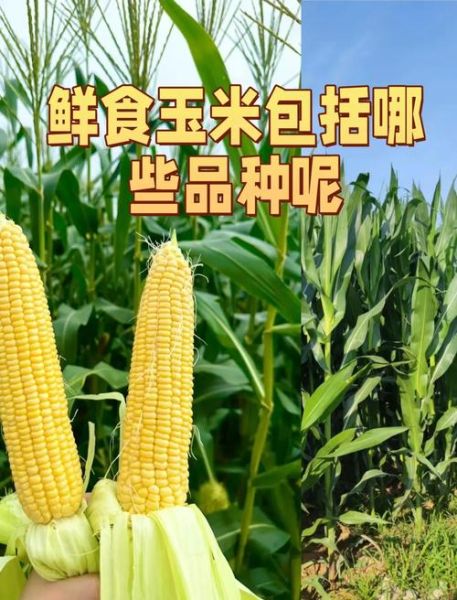 鲜玉米的营养价值_鲜玉米的功效与作用-第2张图片-山城妙识