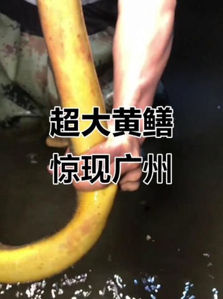 鳝鱼主播事件_真相是什么-第3张图片-山城妙识 鳝鱼主播事件_真相是什么-第3张图片-山城妙识