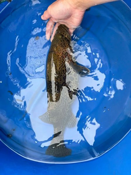 斑鳜鱼多少钱一斤_斑鳜鱼价格走势-第2张图片-山城妙识 斑鳜鱼多少钱一斤_斑鳜鱼价格走势-第2张图片-山城妙识