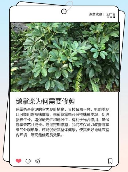 鹅掌柴怎么修剪_鹅掌柴修剪后多久能长新叶-第1张图片-山城妙识