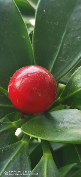 鹅掌柴怎么修剪_鹅掌柴修剪后多久能长新叶-第3张图片-山城妙识