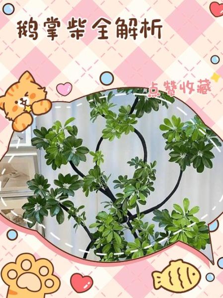 鹅掌柴怎么修剪_鹅掌柴修剪后多久能长新叶-第2张图片-山城妙识