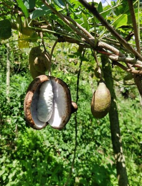 八月瓜能治妇科炎症吗_八月瓜的功效与作用-第1张图片-山城妙识 八月瓜能治妇科炎症吗_八月瓜的功效与作用-第1张图片-山城妙识