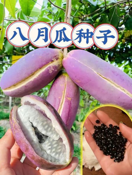 八月瓜能治妇科炎症吗_八月瓜的功效与作用-第3张图片-山城妙识 八月瓜能治妇科炎症吗_八月瓜的功效与作用-第3张图片-山城妙识