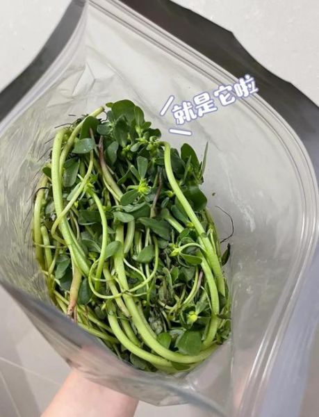 马齿苋敷脸的正确方法_马齿苋敷脸能祛痘吗-第1张图片-山城妙识