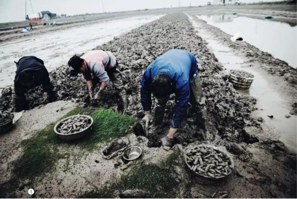 蛏子肚子里黑的是屎吗_蛏子黑色部位能吃吗-第1张图片-山城妙识 蛏子肚子里黑的是屎吗_蛏子黑色部位能吃吗-第1张图片-山城妙识